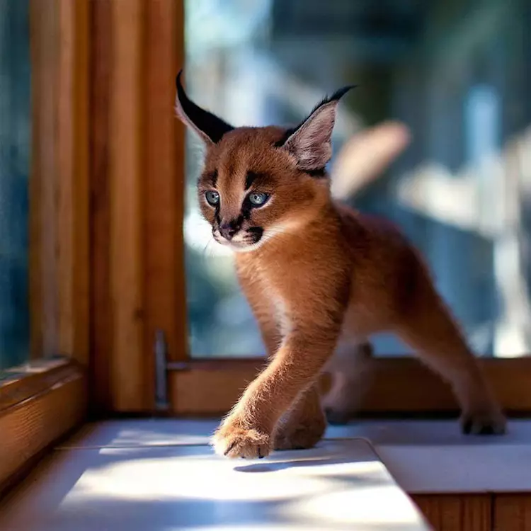 Expressieve portretten van de dierenfotograaf Sergey Pulisko