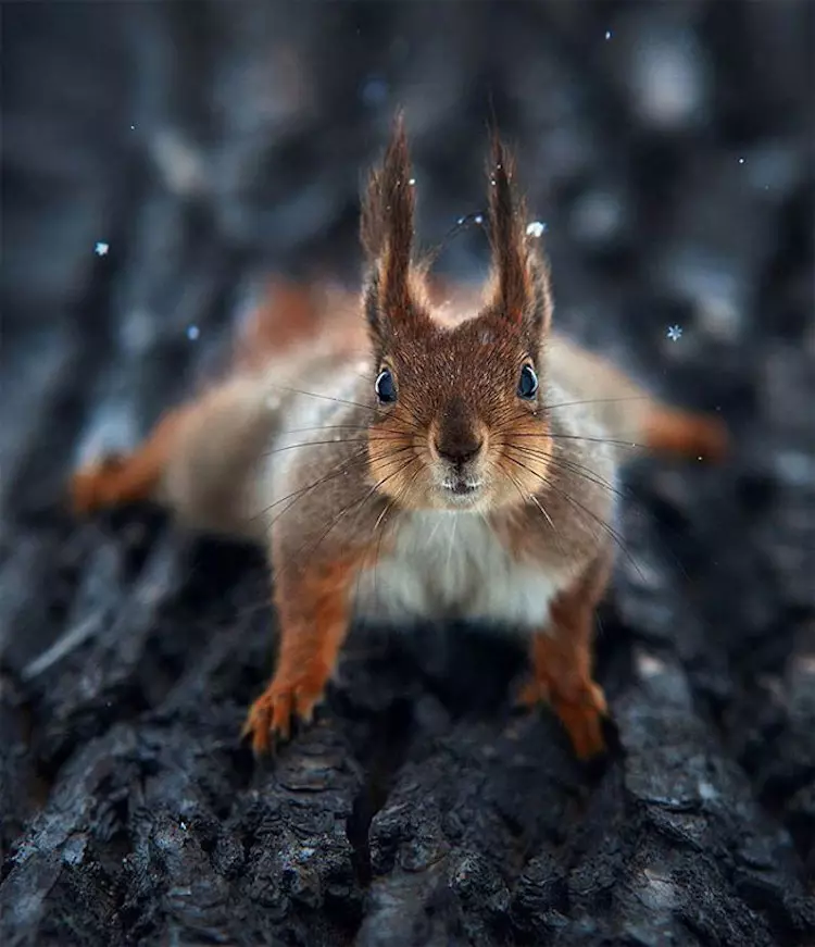 Expressieve portretten van de dierenfotograaf Sergey Pulisko