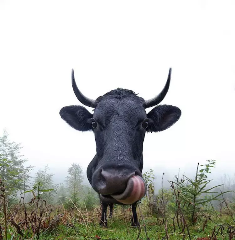 Expressieve portretten van de dierenfotograaf Sergey Pulisko