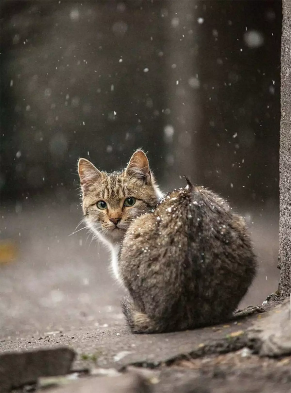 Expressiva porträtt av djurfotografen Sergey Pulisko