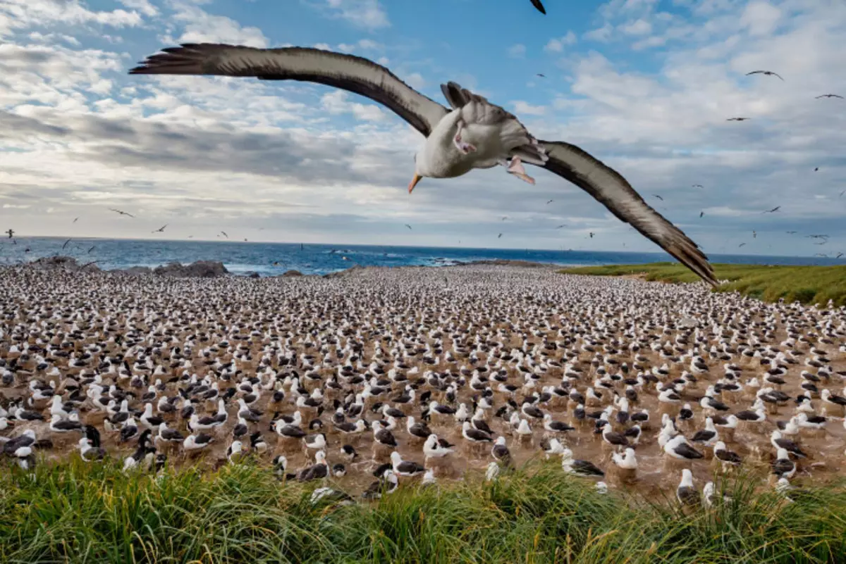 Паветра, зямля і мора: праект National Geographic 5258_1