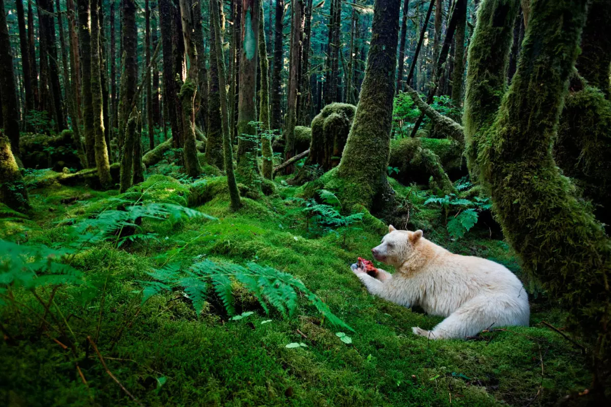 Паветра, зямля і мора: праект National Geographic 5258_10