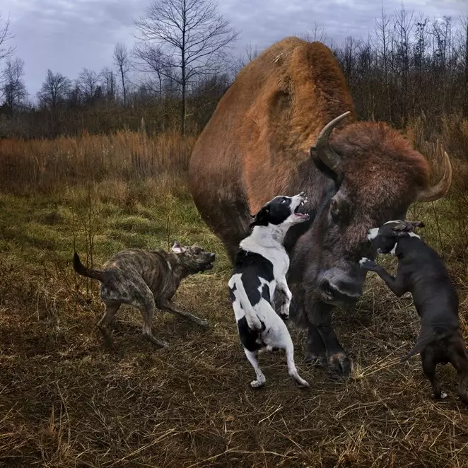 Fantastic Photofrom Tom Chambers (Tom Chambers) 5273_7