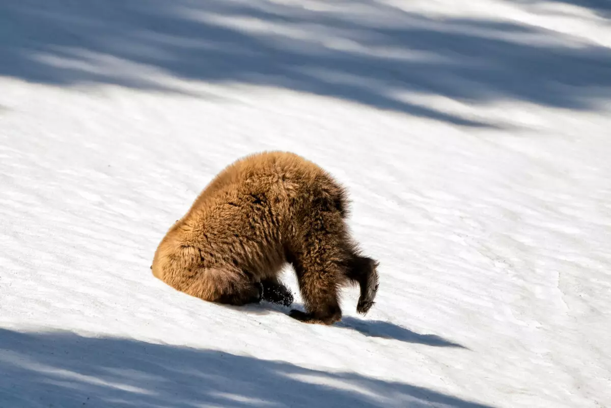 Porzjon ta 'burdata tajba! Finalisti tat-tidwib jikkummentaw Premjijiet tal-Fotografija tal-Fawna Wildlife Comedy 2018 5279_1