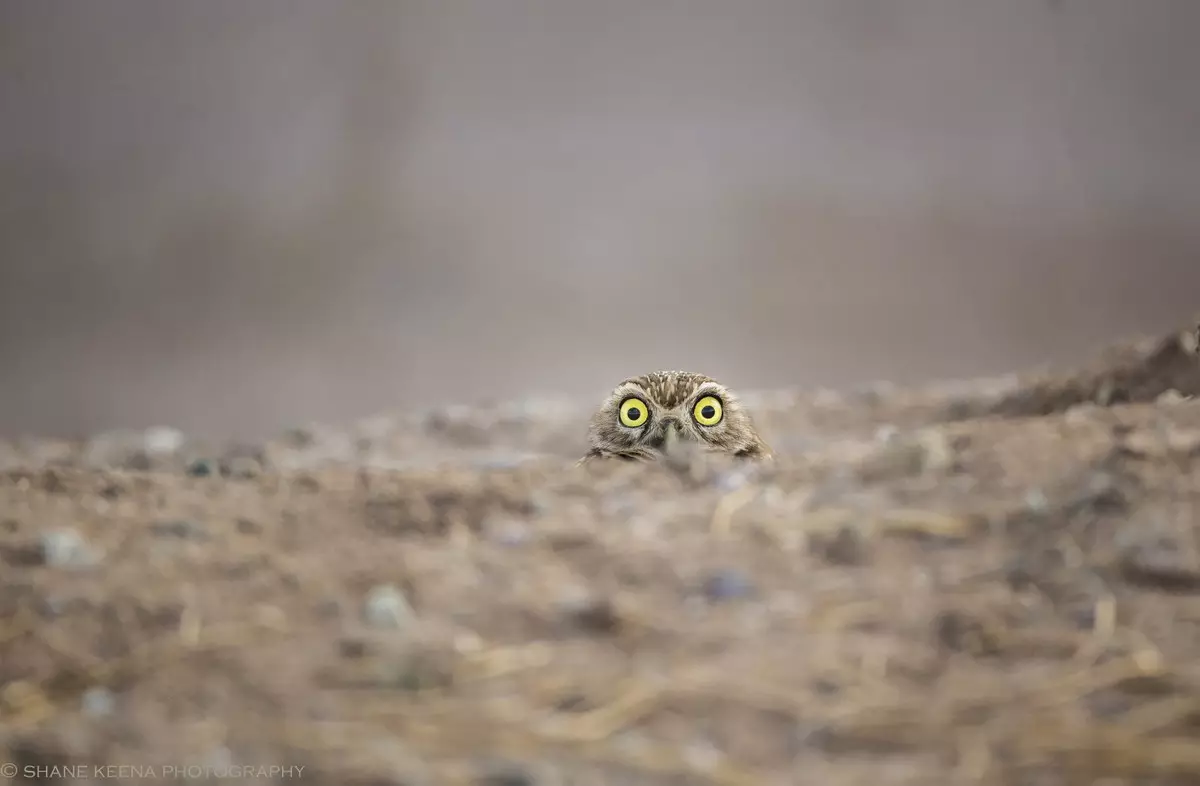 Del af et godt humør! Smeltende finalister Kommentar Comedy Wildlife Photography Awards 2018 5279_10