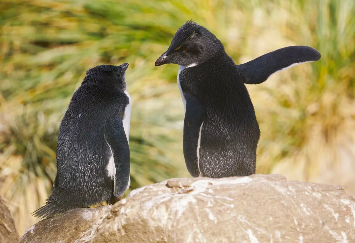 Porzjon ta 'burdata tajba! Finalisti tat-tidwib jikkummentaw Premjijiet tal-Fotografija tal-Fawna Wildlife Comedy 2018 5279_11