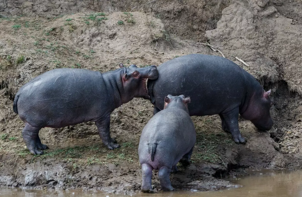 Del af et godt humør! Smeltende finalister Kommentar Comedy Wildlife Photography Awards 2018 5279_12