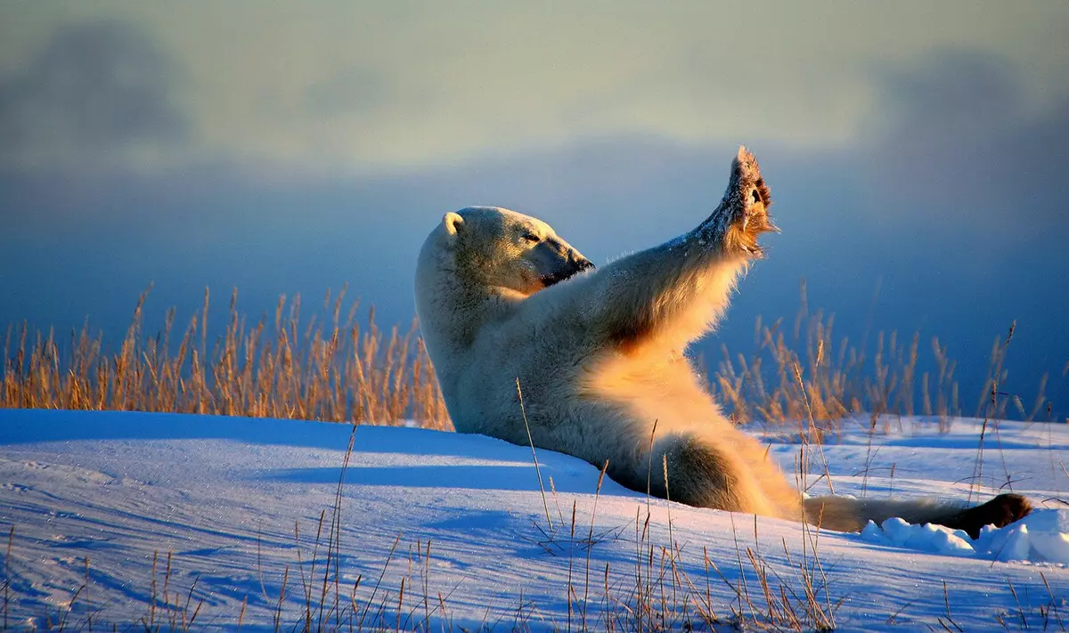 Del af et godt humør! Smeltende finalister Kommentar Comedy Wildlife Photography Awards 2018 5279_13