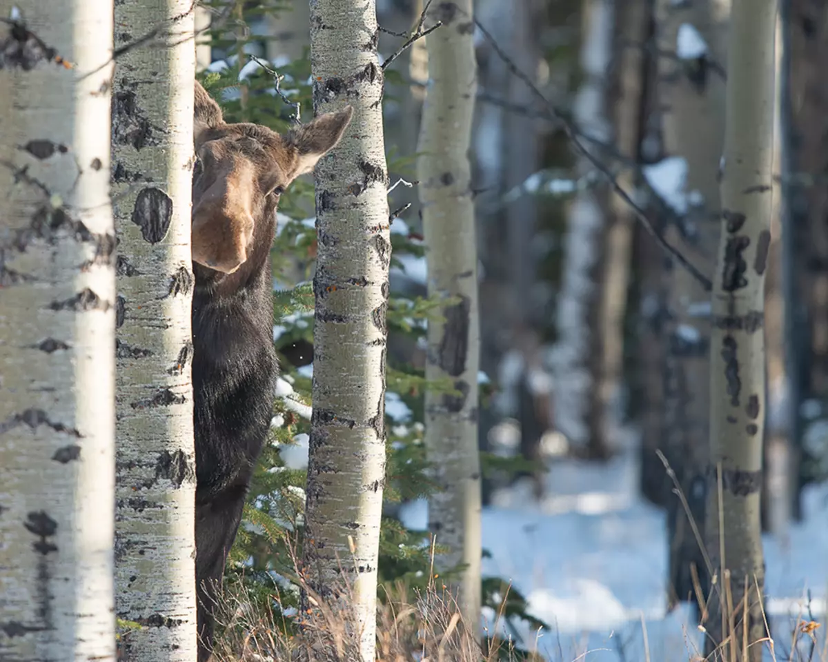 Porzjon ta 'burdata tajba! Finalisti tat-tidwib jikkummentaw Premjijiet tal-Fotografija tal-Fawna Wildlife Comedy 2018 5279_15