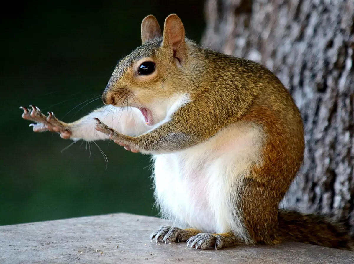 Porzjon ta 'burdata tajba! Finalisti tat-tidwib jikkummentaw Premjijiet tal-Fotografija tal-Fawna Wildlife Comedy 2018 5279_2