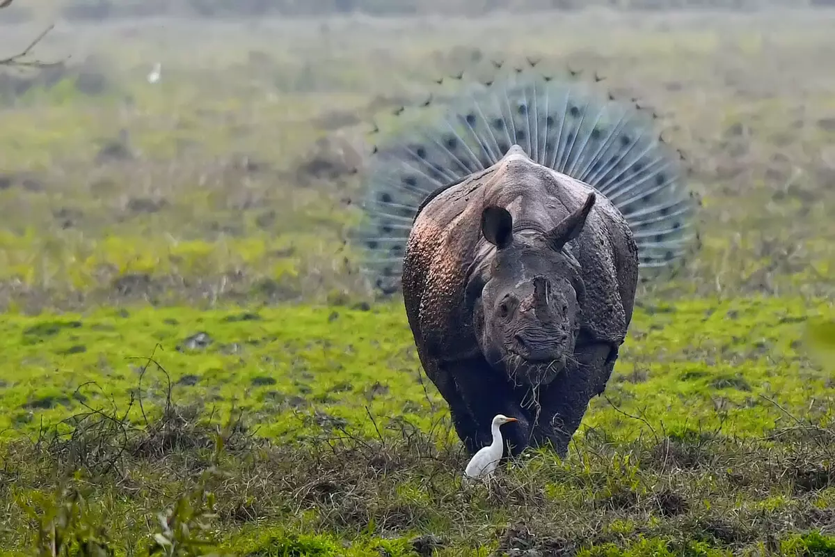 Porzjon ta 'burdata tajba! Finalisti tat-tidwib jikkummentaw Premjijiet tal-Fotografija tal-Fawna Wildlife Comedy 2018 5279_3