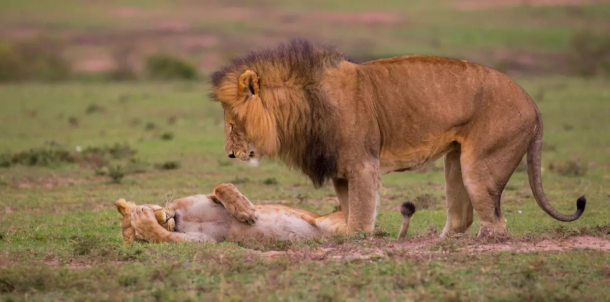 Porzjon ta 'burdata tajba! Finalisti tat-tidwib jikkummentaw Premjijiet tal-Fotografija tal-Fawna Wildlife Comedy 2018 5279_4