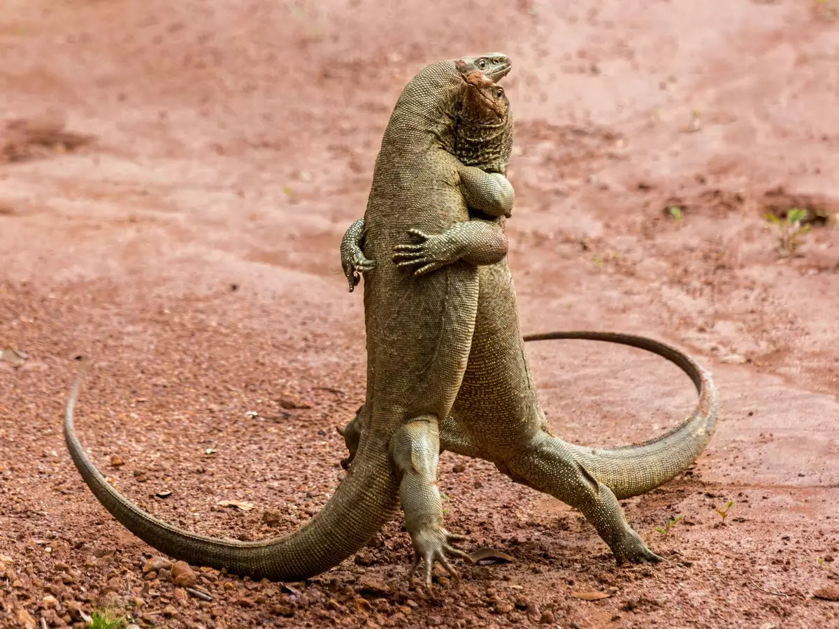 Del af et godt humør! Smeltende finalister Kommentar Comedy Wildlife Photography Awards 2018 5279_5