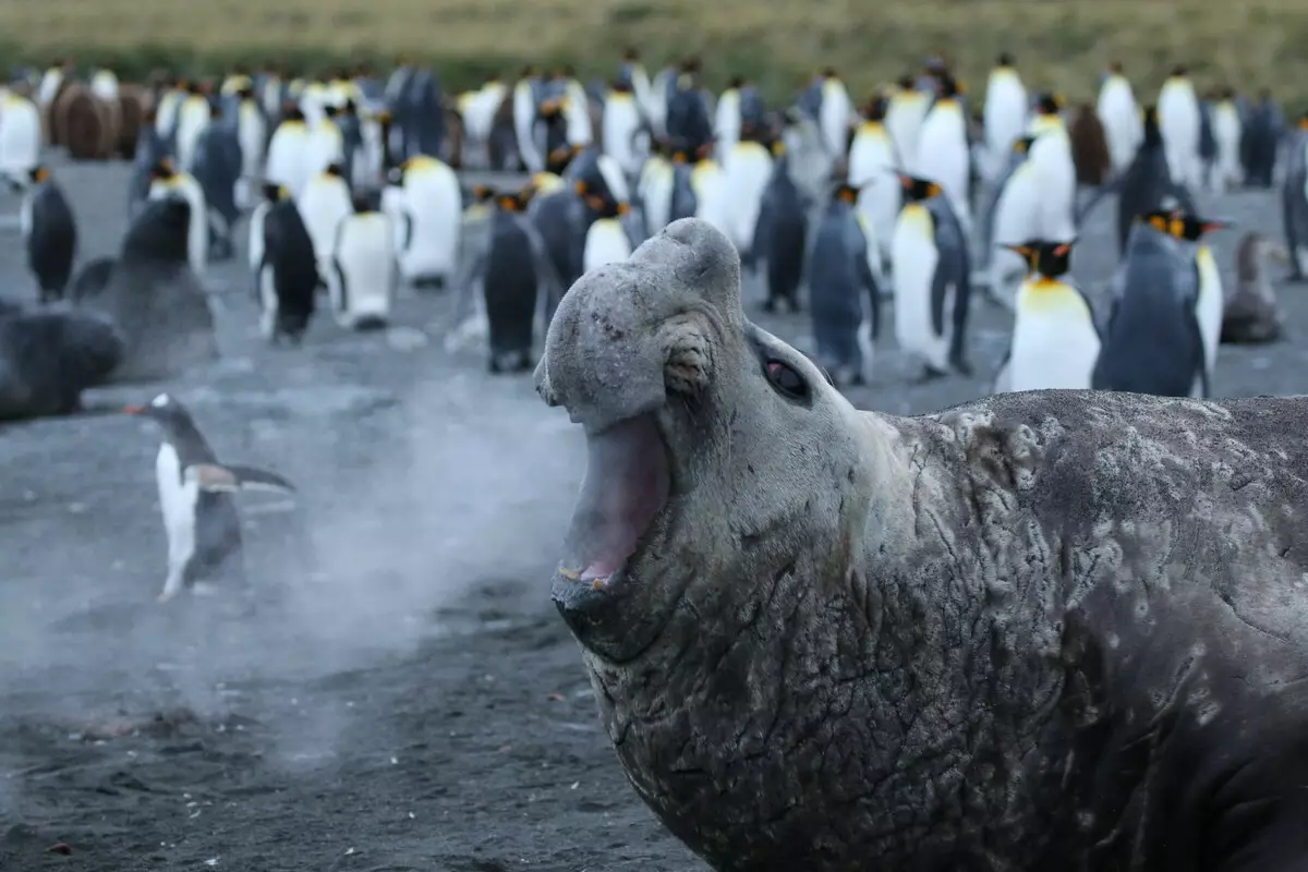 Porzjon ta 'burdata tajba! Finalisti tat-tidwib jikkummentaw Premjijiet tal-Fotografija tal-Fawna Wildlife Comedy 2018 5279_6