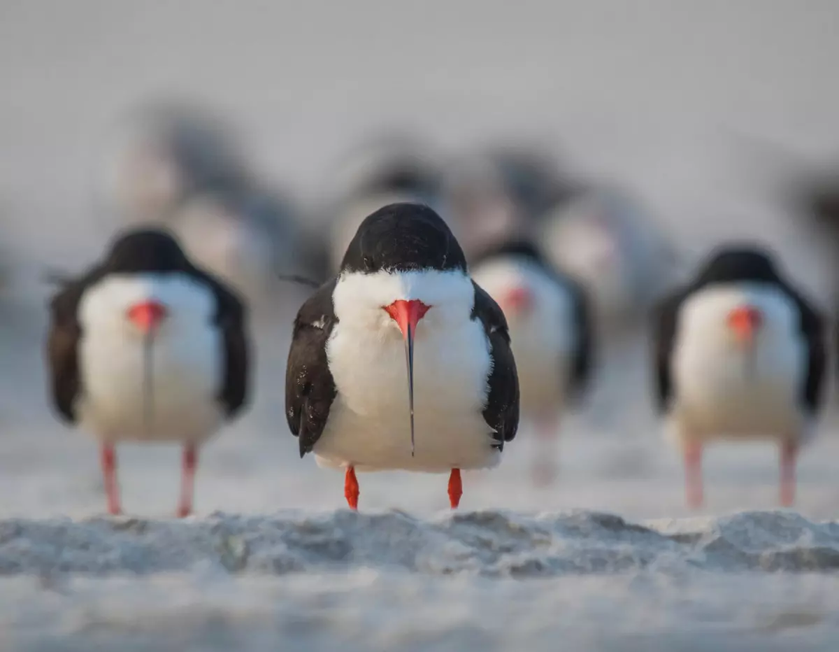 Porzjon ta 'burdata tajba! Finalisti tat-tidwib jikkummentaw Premjijiet tal-Fotografija tal-Fawna Wildlife Comedy 2018 5279_7