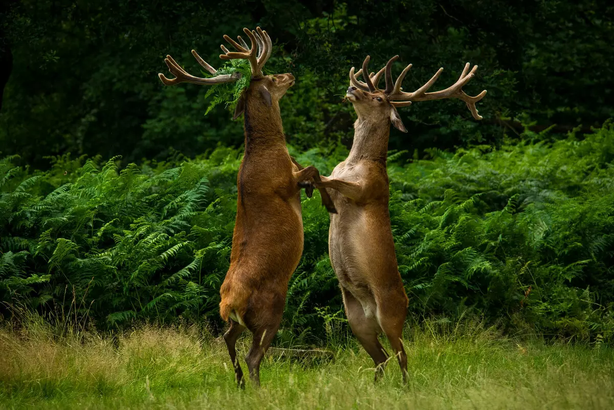 Porzjon ta 'burdata tajba! Finalisti tat-tidwib jikkummentaw Premjijiet tal-Fotografija tal-Fawna Wildlife Comedy 2018 5279_8