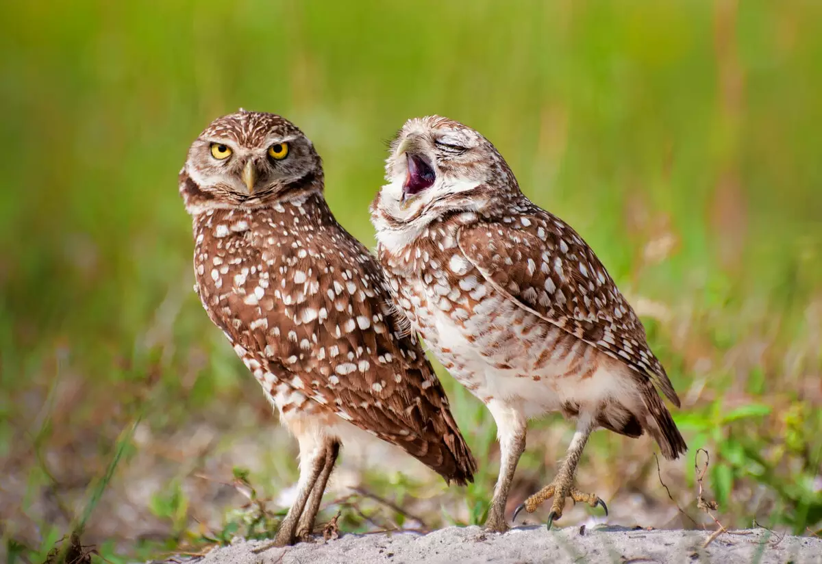 Porzjon ta 'burdata tajba! Finalisti tat-tidwib jikkummentaw Premjijiet tal-Fotografija tal-Fawna Wildlife Comedy 2018 5279_9