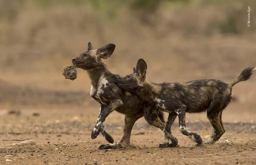 Работы конкурсу дзікай фатаграфіі Wildlife Photographer of the Year 2018 5287_10