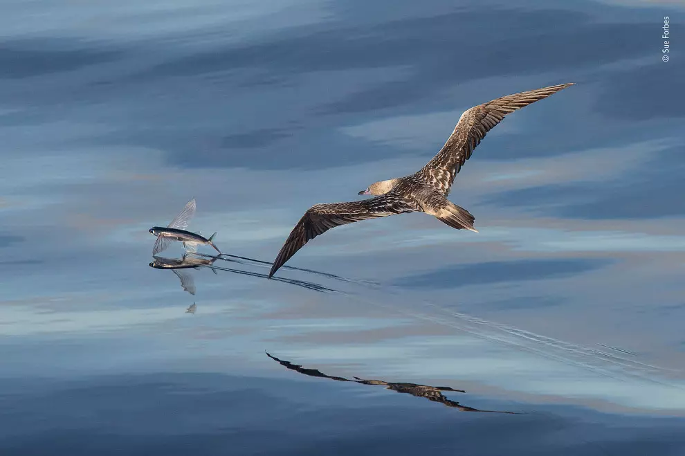 Работы конкурсу дзікай фатаграфіі Wildlife Photographer of the Year 2018 5287_11