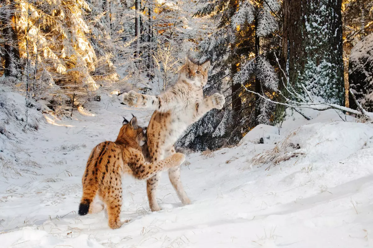 Nagtrabaho sa kompetisyon nga Wildlight Wildlife Photographer sa Tuig 2018 5287_3