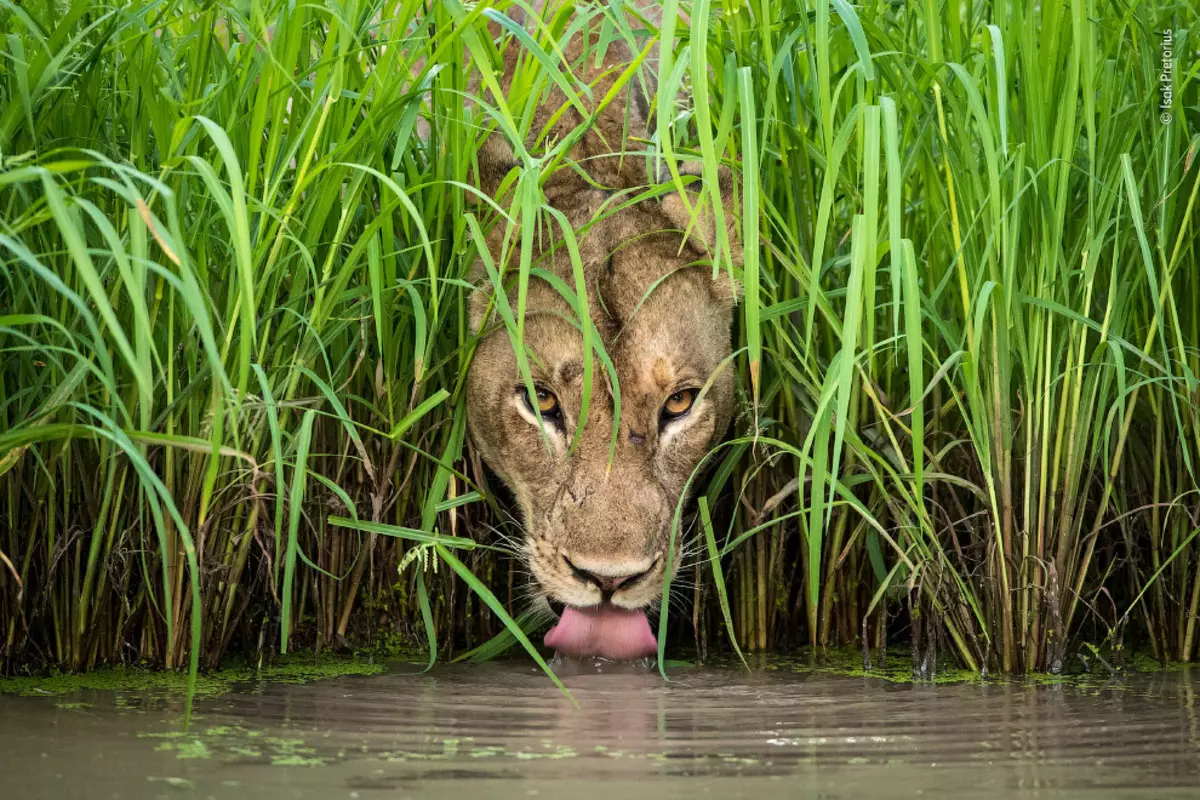 Работы конкурсу дзікай фатаграфіі Wildlife Photographer of the Year 2018 5287_5