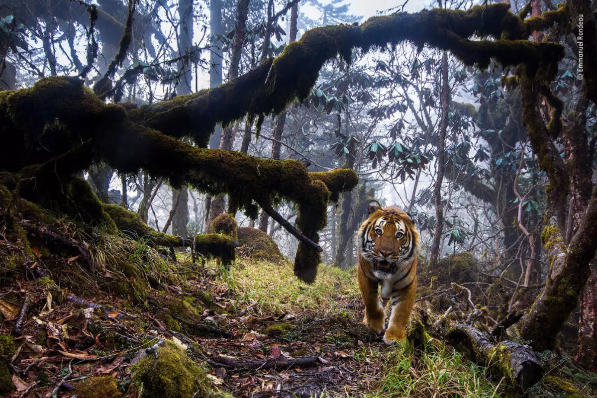 Pracuje súťaž Fildlight Wildlife Fother of Rok 2018 5287_8