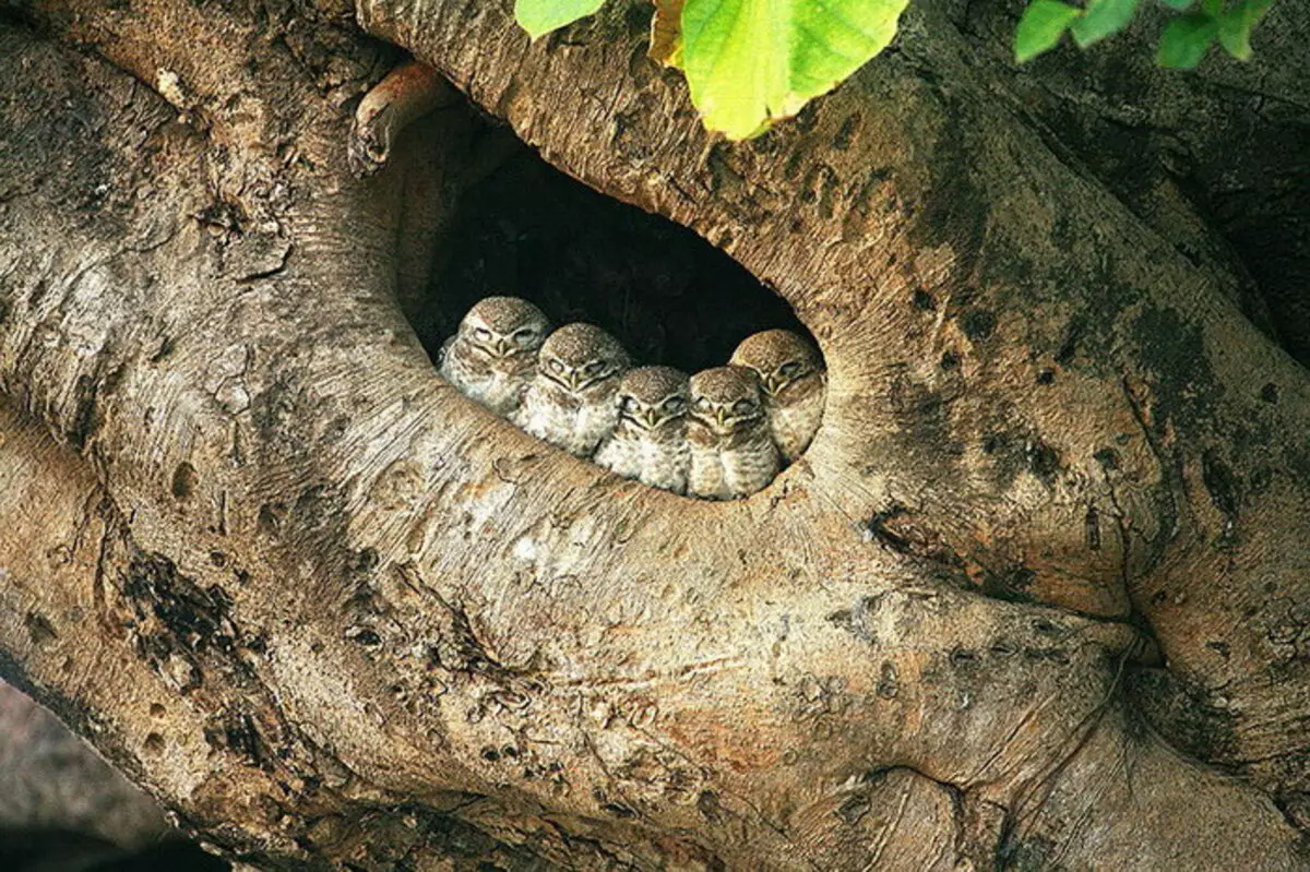 අනිවාර්යයෙන්ම ඔබේ හදවත දියවන කුරුලු තෝරා ගැනීම! 5320_4