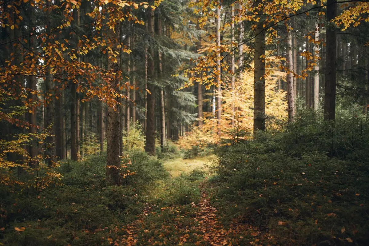 Pădurea de pădure cu Angelika Horschlager