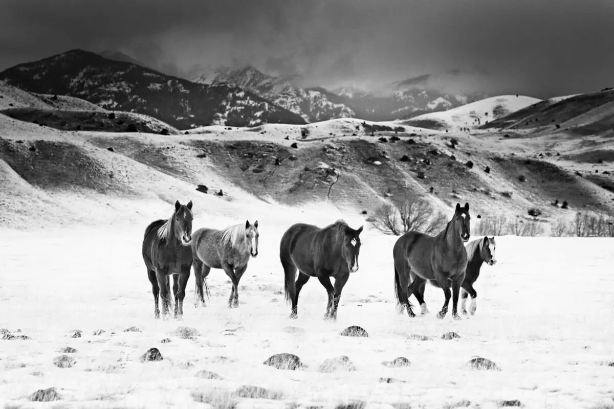 Setšoantšo sa Setšoantšo sa Photograph Tlo 21