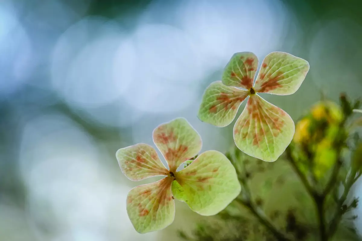 Winnaars van de botanische fotografiecompetitie Internationale tuinfotograaf van het jaar 2018 5531_14