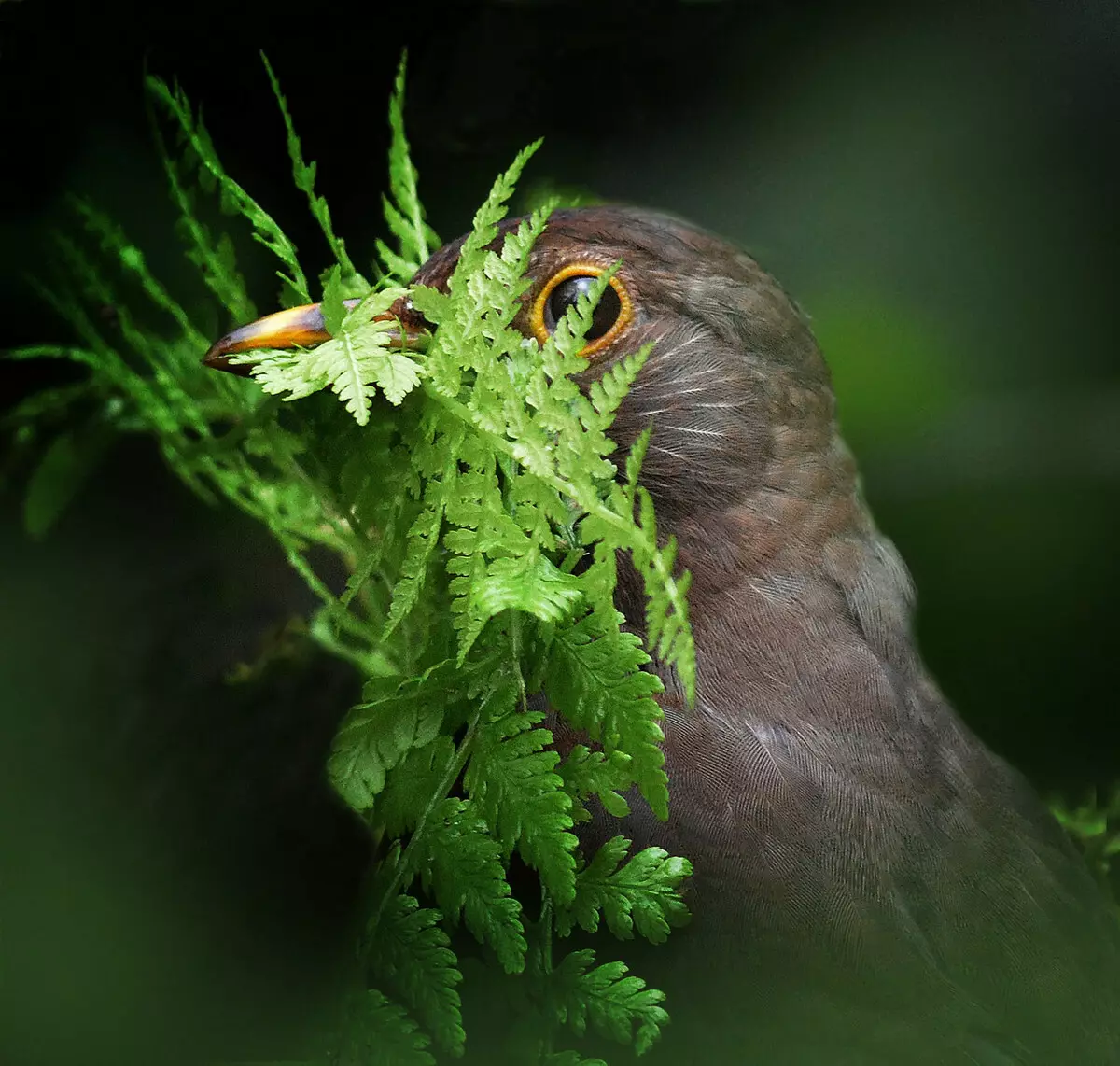 Câștigători ai concursului de fotografie botanică Fotograful internațional de grădină al anului 2018 5531_3