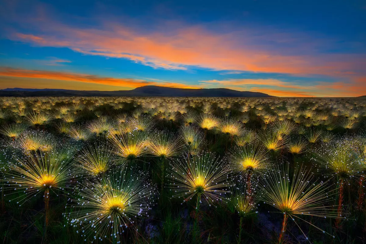 Winners fan 'e Botanical Photography Competition International Garden Fotograaf fan it jier 2018 5531_4