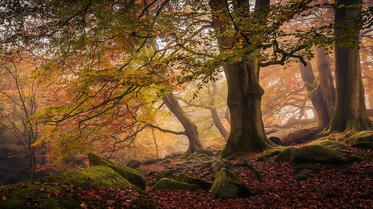 Gewënner vun der botanescher Fotografie Konkurrenz International Gaart Fotograf vum Joer 2018 5531_6