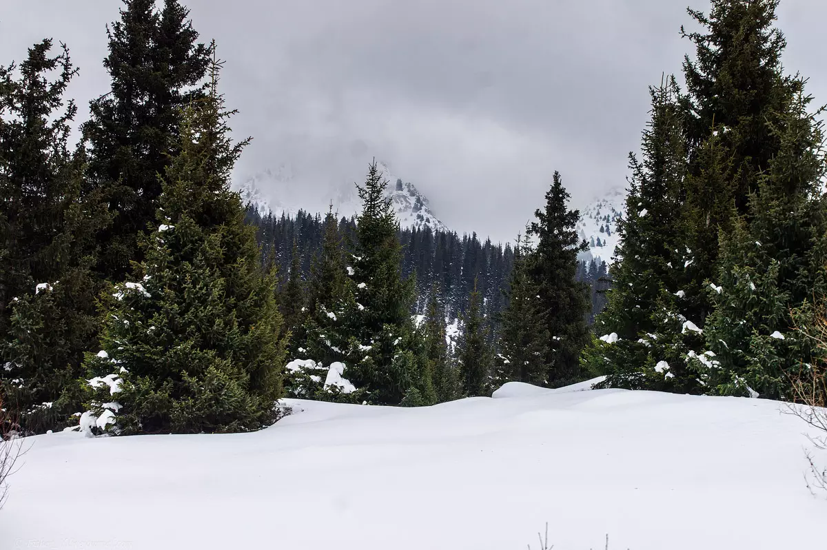 Je, ni nzuri sana na ya kuvutia katika Alma-ATA? Safari ya Picha ya Snow kwa Yuri Rybina. 5603_28