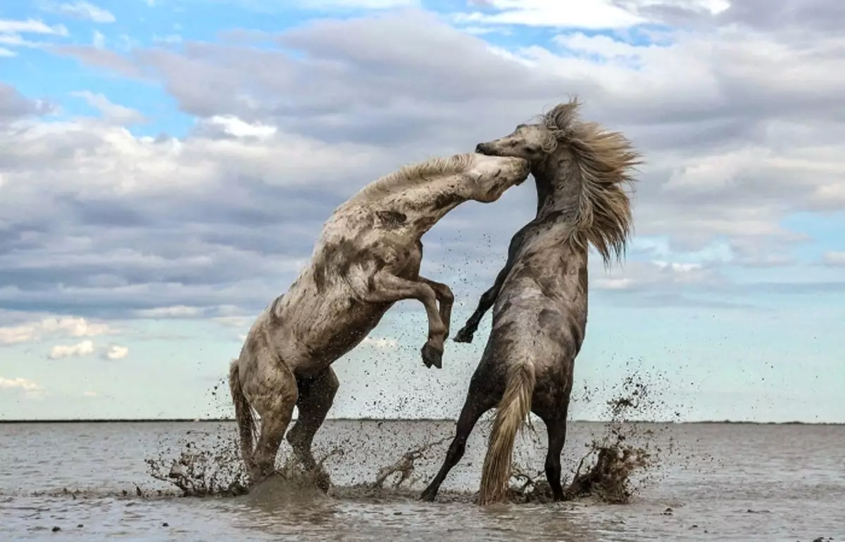 Hoe mooi deze wereld is: Winnaars van de liefdadigheidsbehoud 2018 Charitable Photo Conservation 5654_1