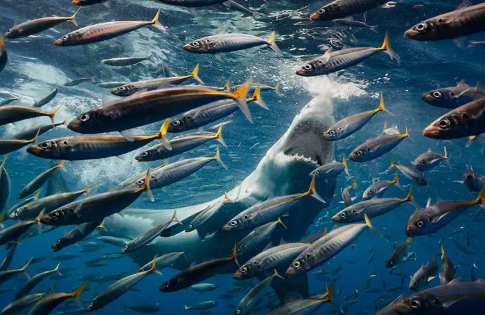 Який прекрасний цей світ: переможці благодійного фотоконкурсу «The Nature Conservancy 2018» 5654_4