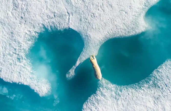 Hoe mooi deze wereld is: Winnaars van de liefdadigheidsbehoud 2018 Charitable Photo Conservation 5654_5