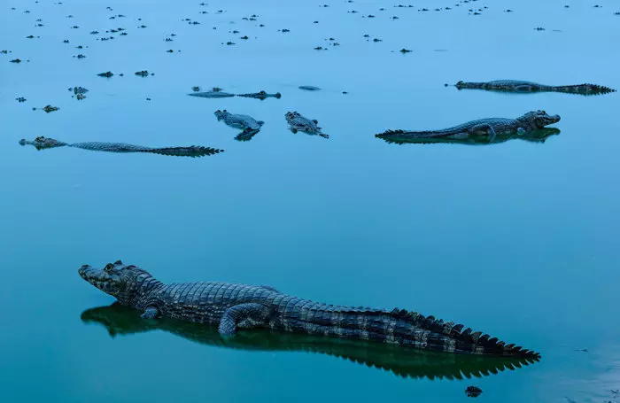 Pagkanindot sa kini nga kalibutan: Mga mananaog sa conservation sa Charitable Photo 2018 Charitable Photo Conservation 5654_7