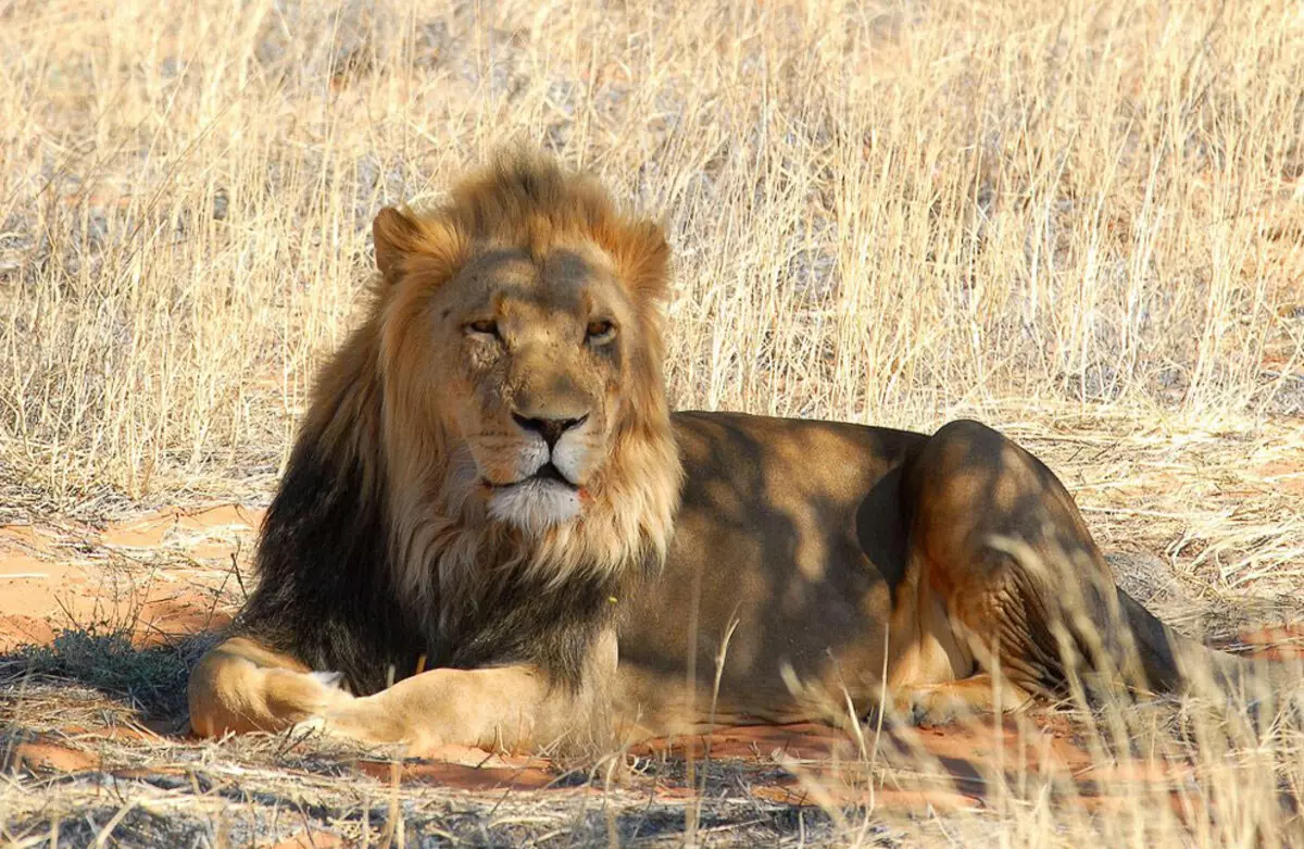 Vale morto no deserto de Namib 5766_8