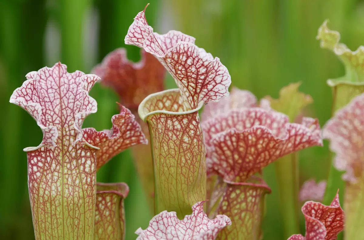 Kuhle ngezimbali Show the RHS Chelsea Flower Show: Photo toby Melville (Toby Melville) 5868_16