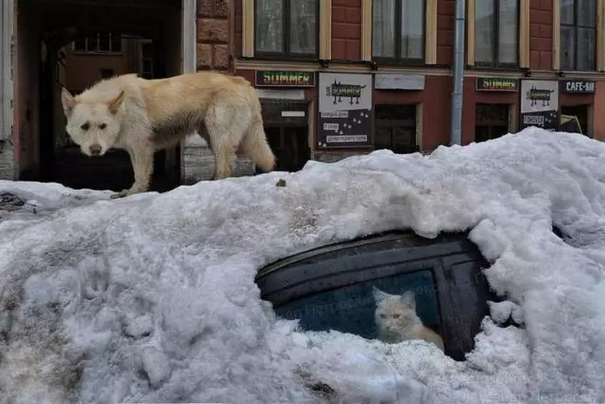 Снимки на Александър Петросан 4