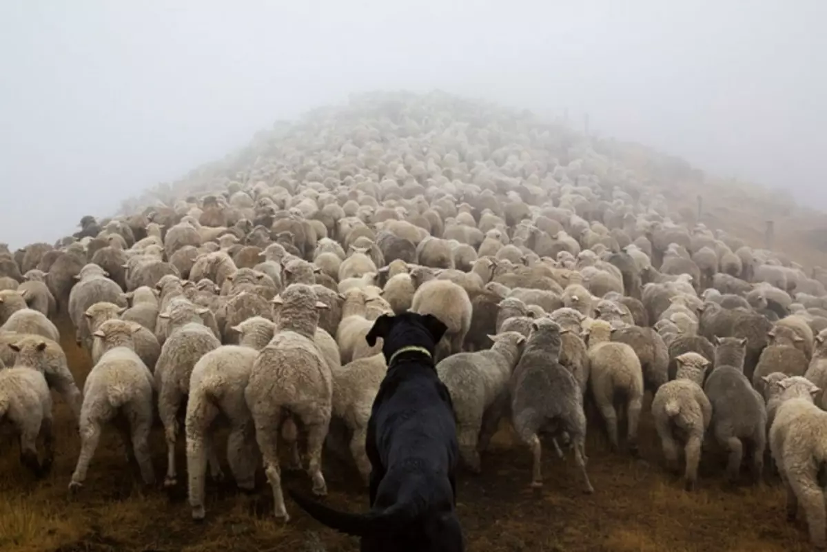 Anjing yang paling rajin dalam Foto Andrew Fleidbo 5953_1