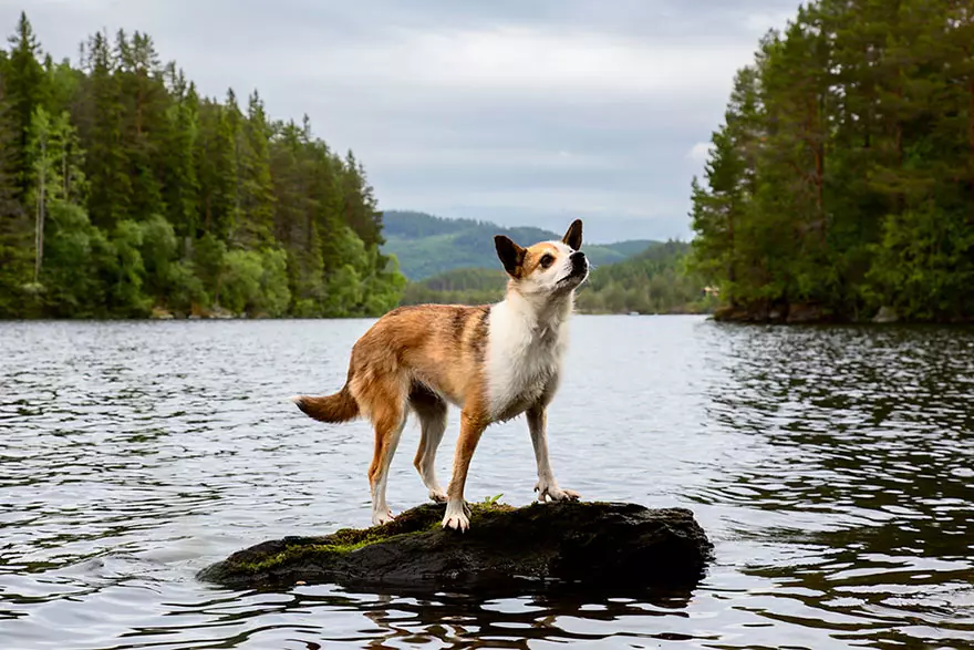 Anjing yang paling rajin dalam Foto Andrew Fleidbo 5953_13