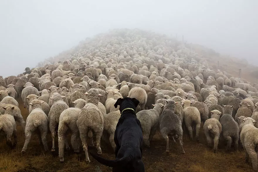 Anjing yang paling rajin dalam Foto Andrew Fleidbo 5953_2