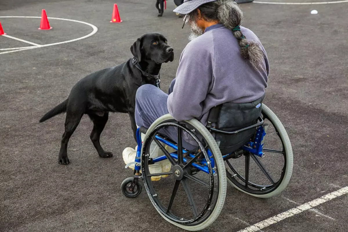 Anjing yang paling rajin dalam Foto Andrew Fleidbo 5953_5