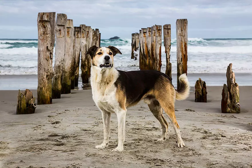 Anjing yang paling rajin dalam Foto Andrew Fleidbo 5953_6