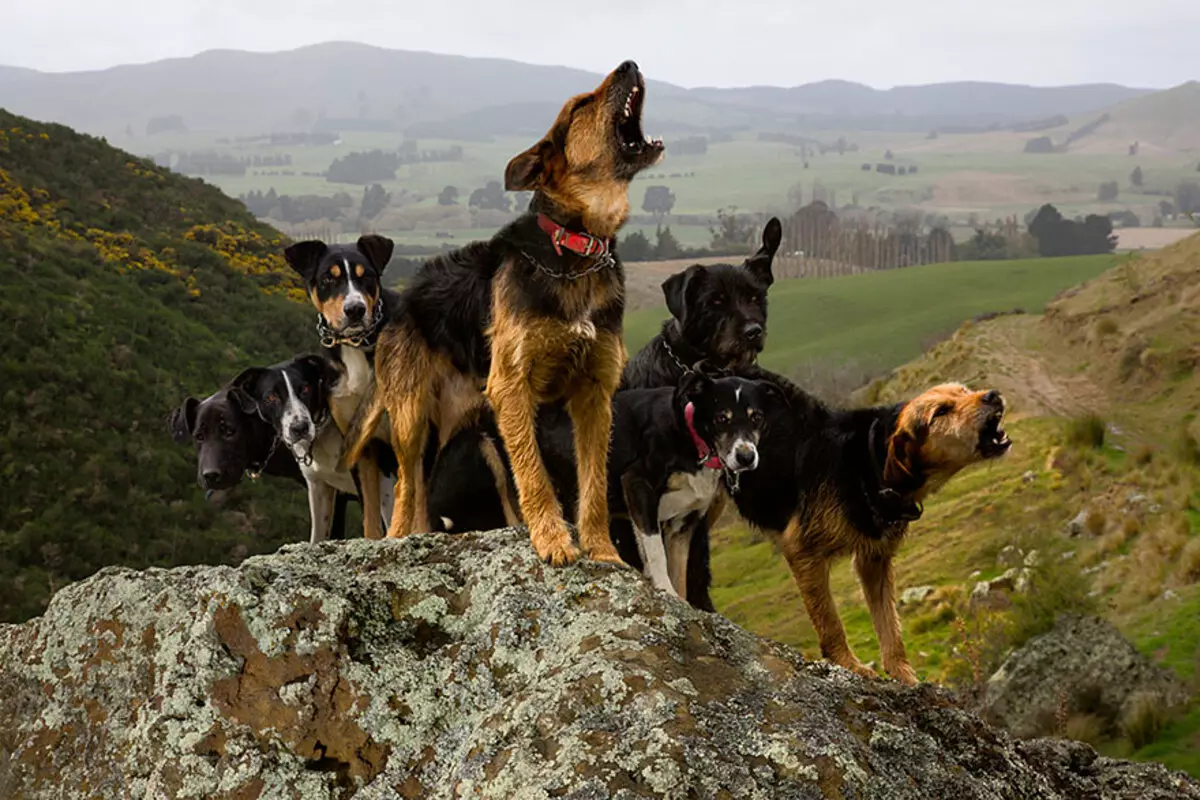 Anjing yang paling rajin dalam Foto Andrew Fleidbo 5953_7