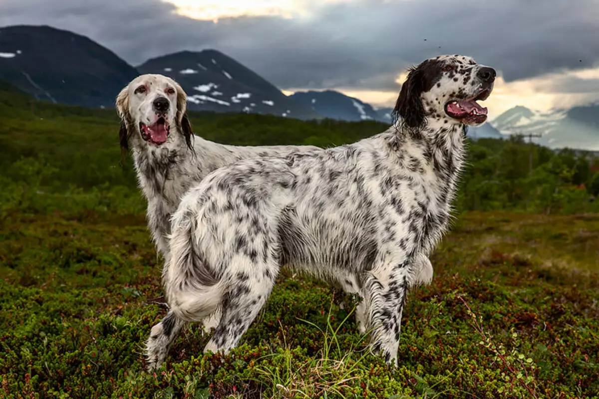 Anjing yang paling rajin dalam Foto Andrew Fleidbo 5953_9