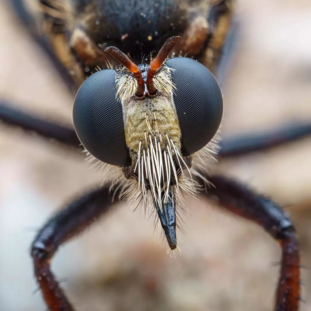 Florian Dzul Insect Macro 5_10