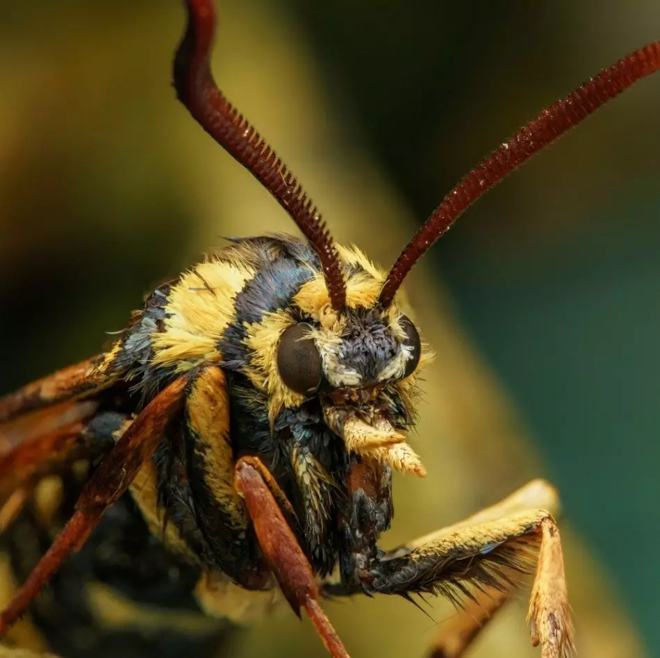 Florian Dzul Insect Macro 5_12